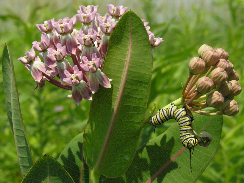 Asclepias sullivantii Prairie Milkweed 10_Seeds | Etsy