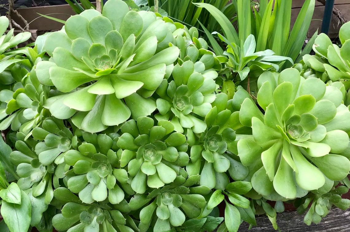 Three of 34width fresh cut LARGE Aeonium Green | Etsy