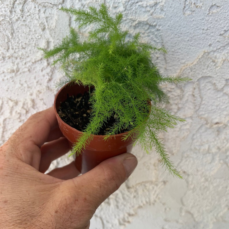 Asparagus Fern House Plant Asparagus setaceus Plumrose | Etsy