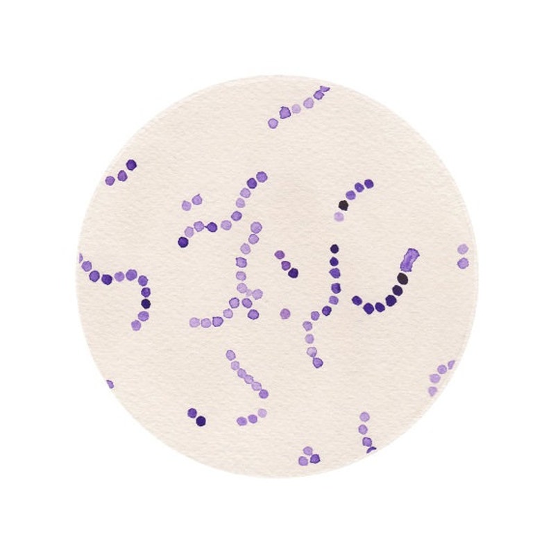 Streptococcus 1 bacteria bacteria art science art biology | Etsy